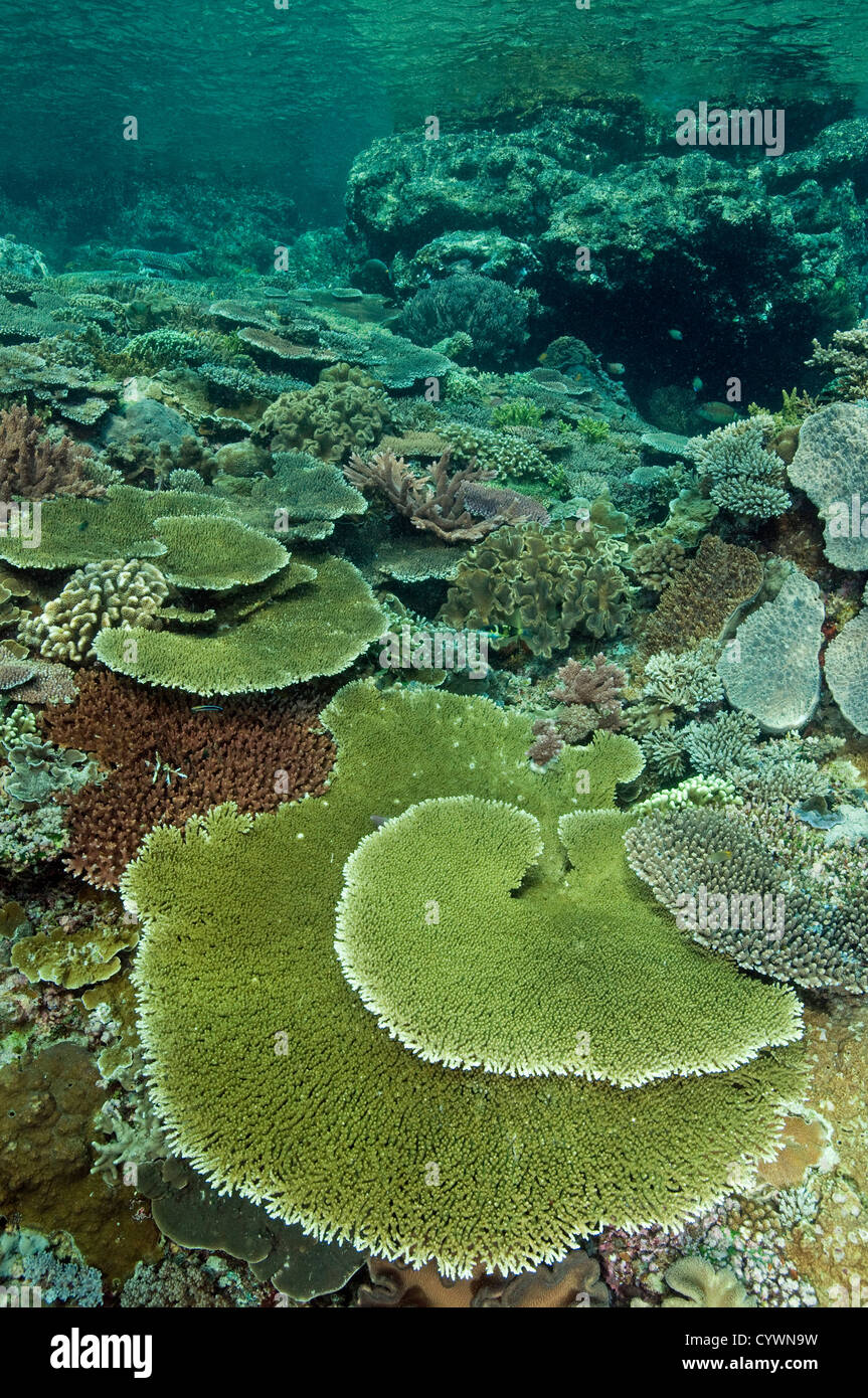 Pristine reef scenic with massive Acropora table corals, Komodo ...