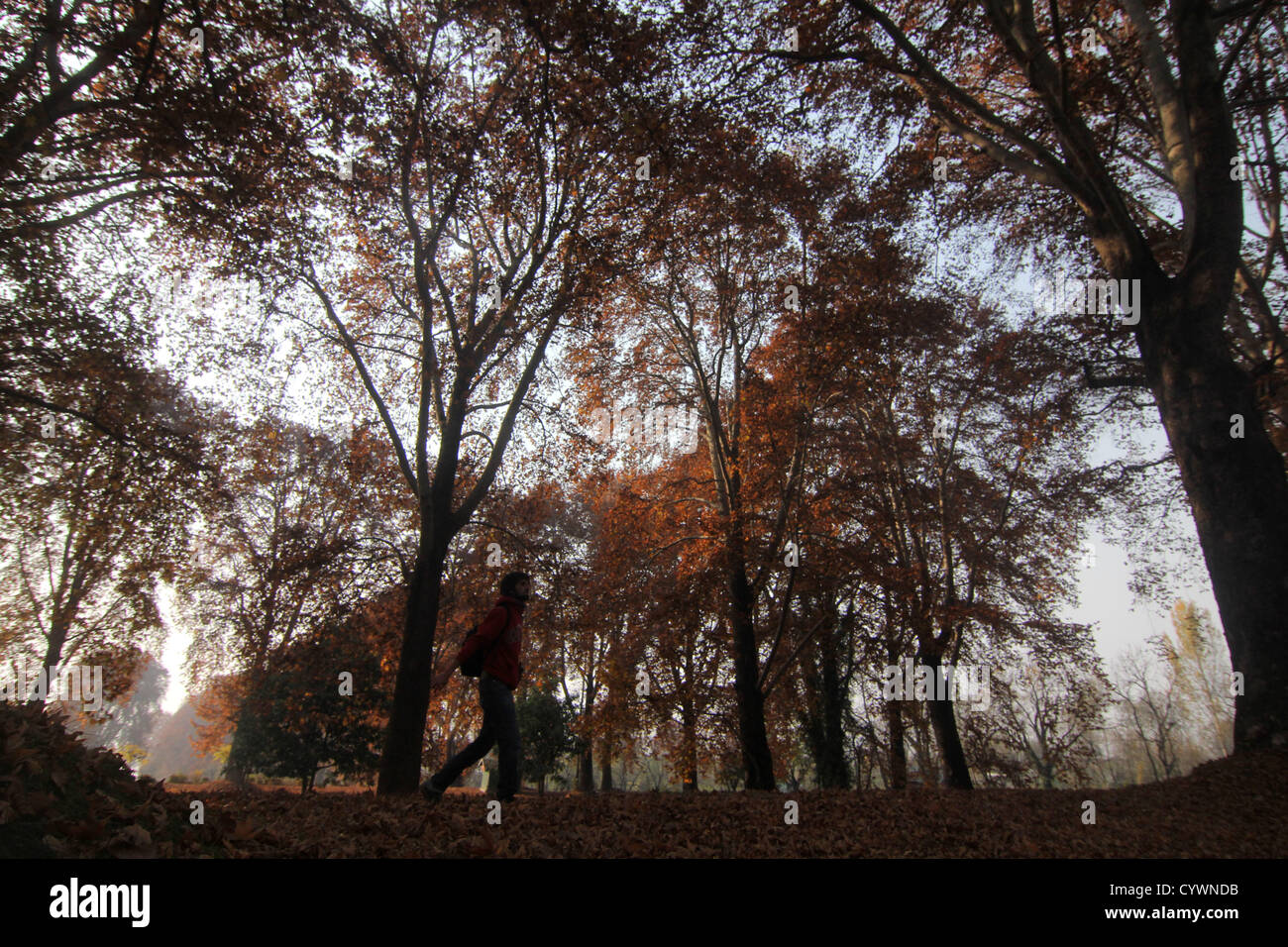 Nov. 11, 2012 - An Kashmiri muslim walks through woods of Chinar trees ...