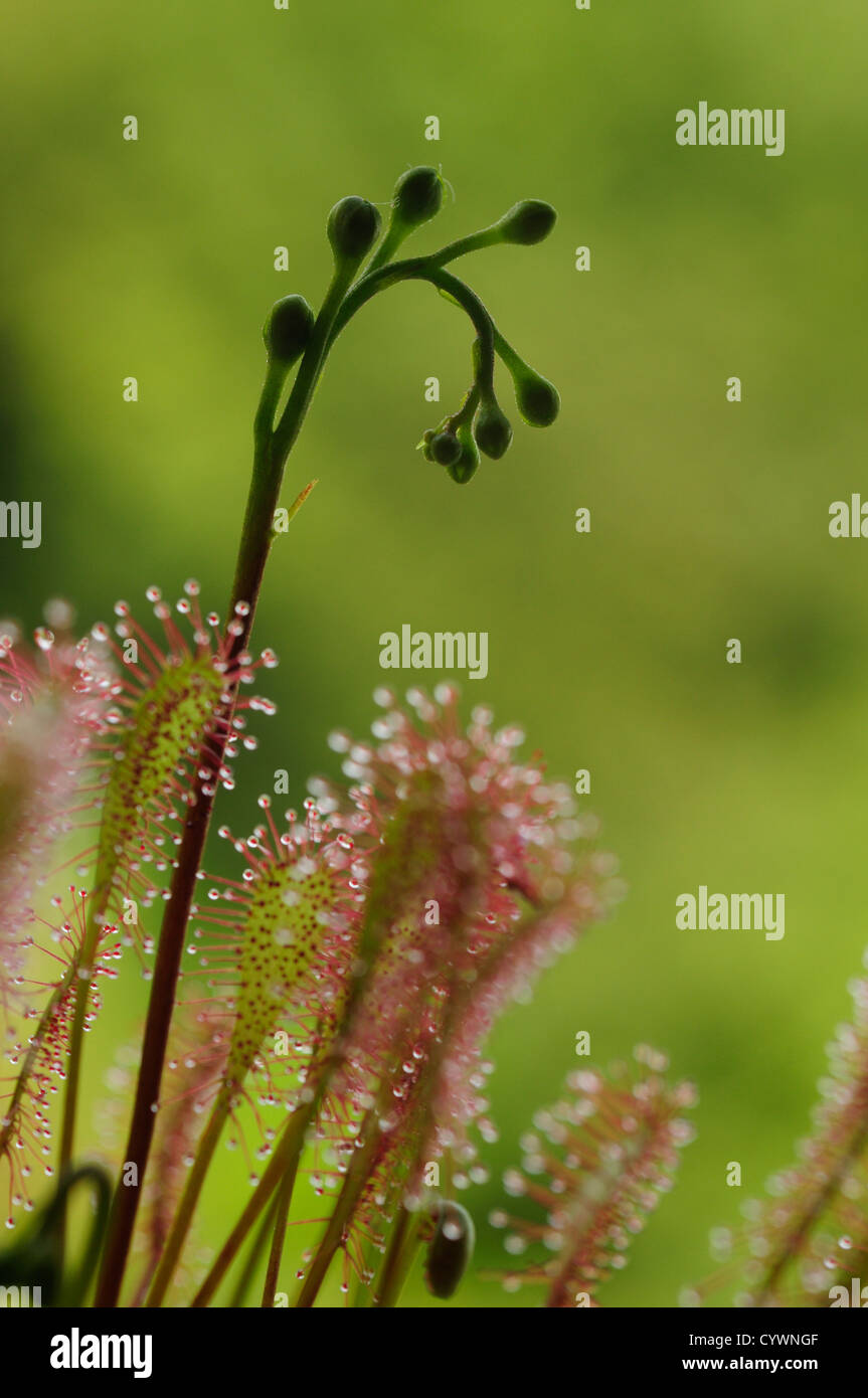 Spoonleaf sundew flowering (Drosera intermedia Stock Photo - Alamy