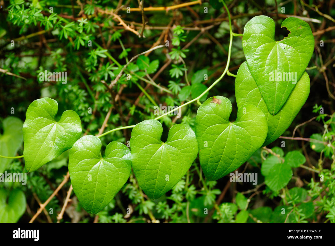 Black bryony (Tamus communis Stock Photo - Alamy