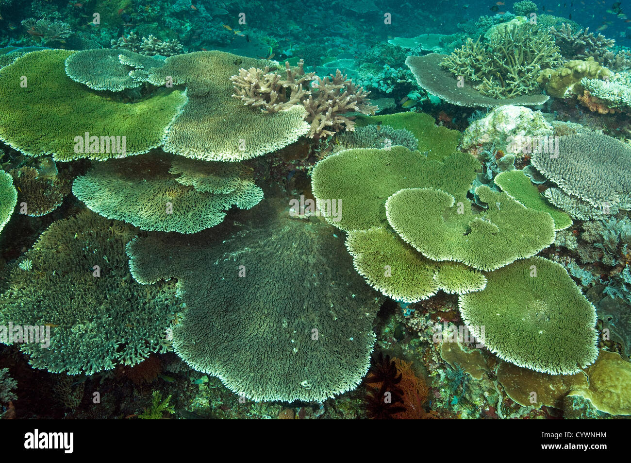 Pristine reef scenic with massive Acropora table corals, Komodo ...