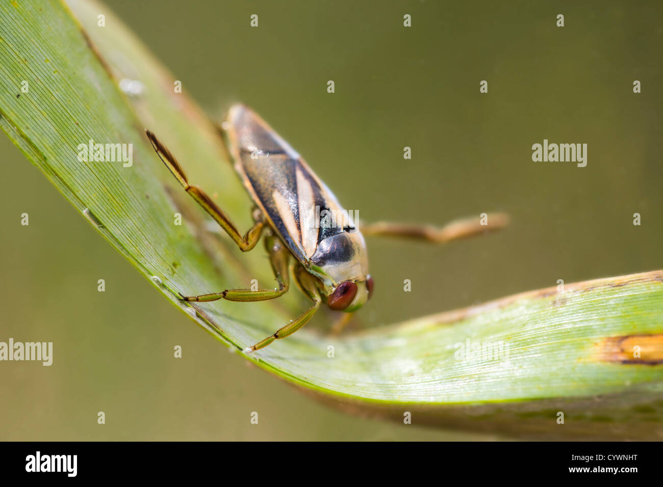 Water Boatman; Notonecta glauca; in water; UK Stock Photo - Alamy