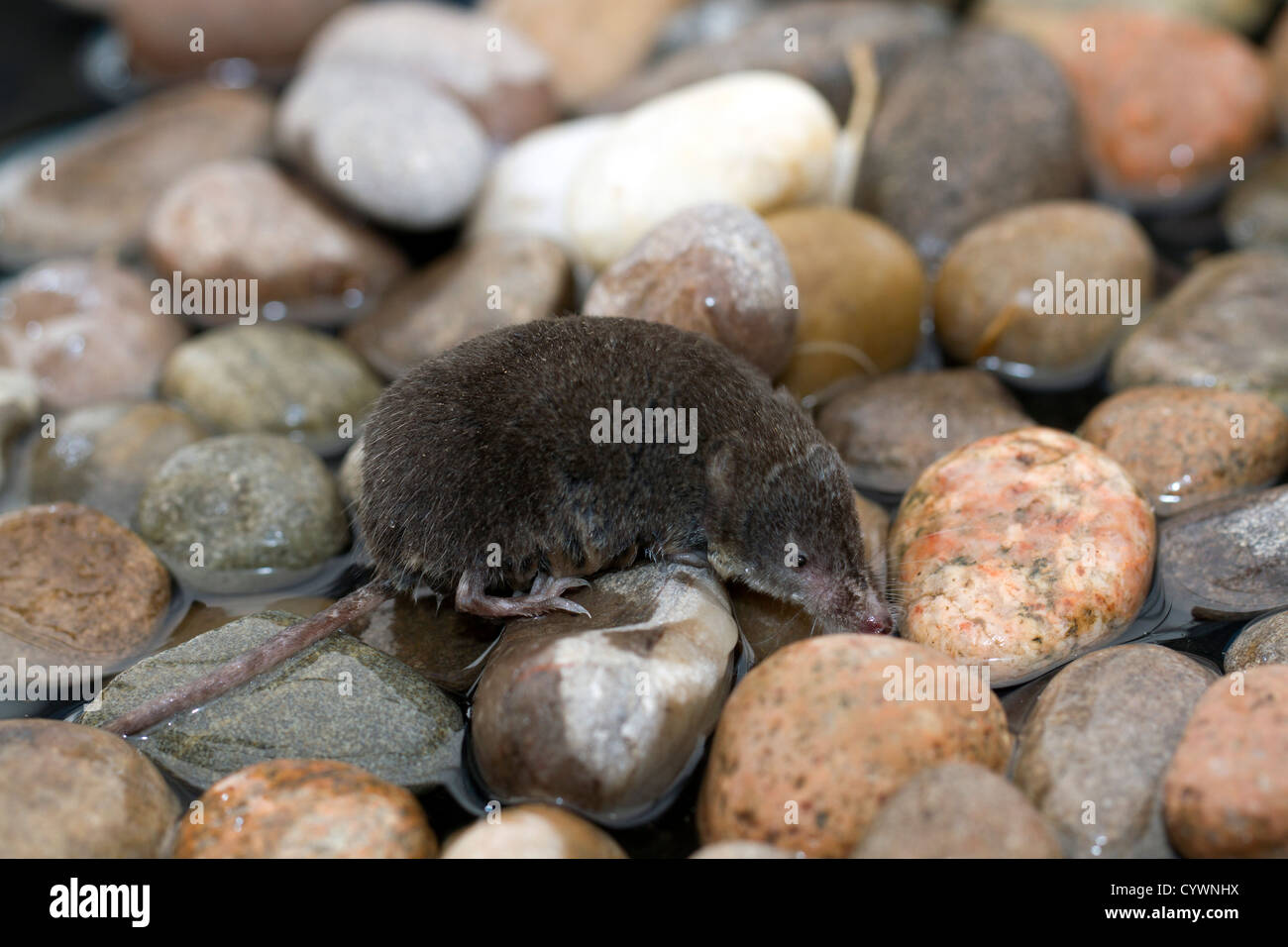 Water Shrew Uk High Resolution Stock Photography and Images - Alamy