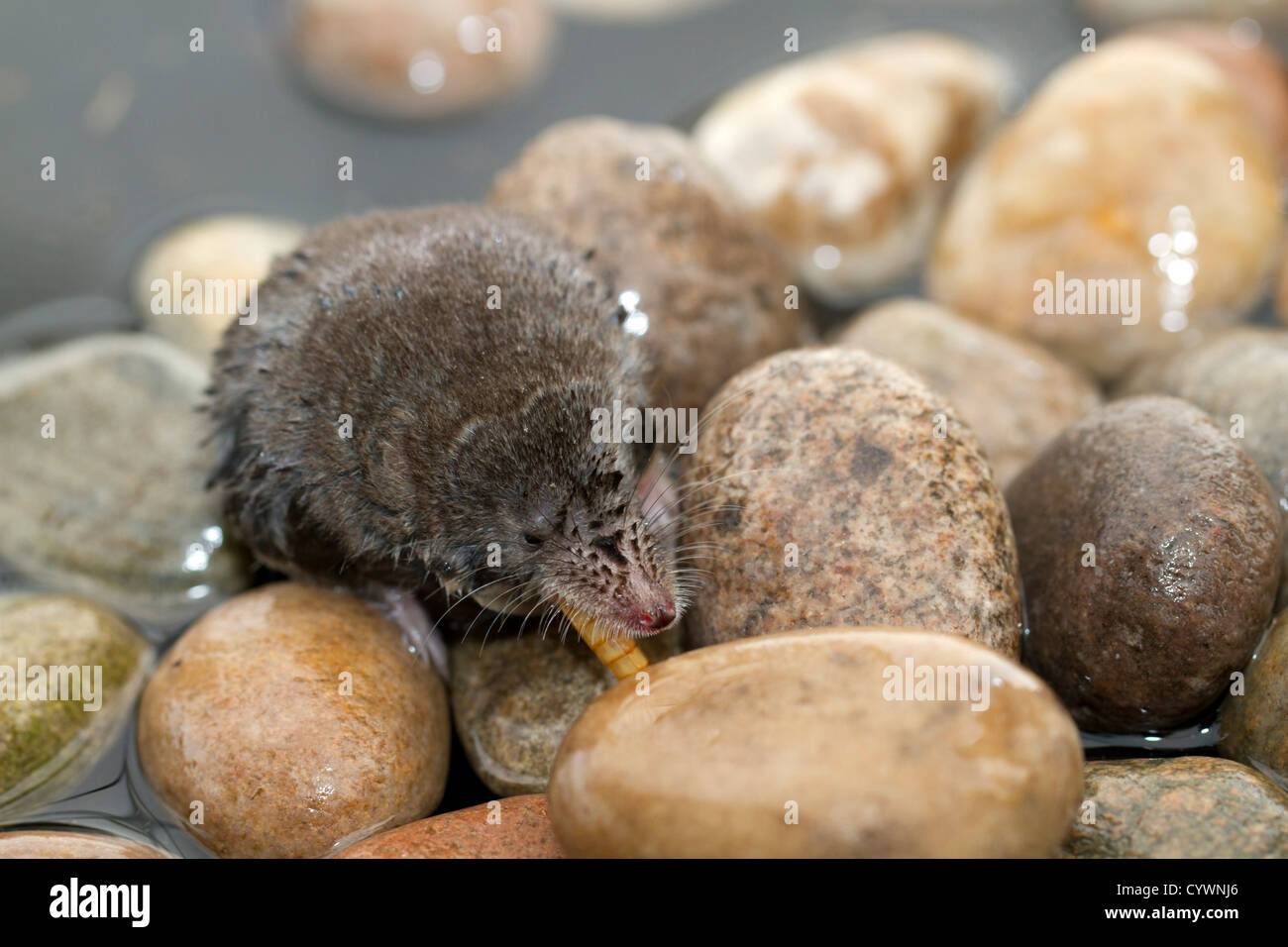 Shrew High Resolution Stock Photography and Images - Alamy
