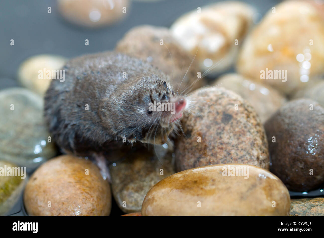 Water shrew uk hi-res stock photography and images - Alamy