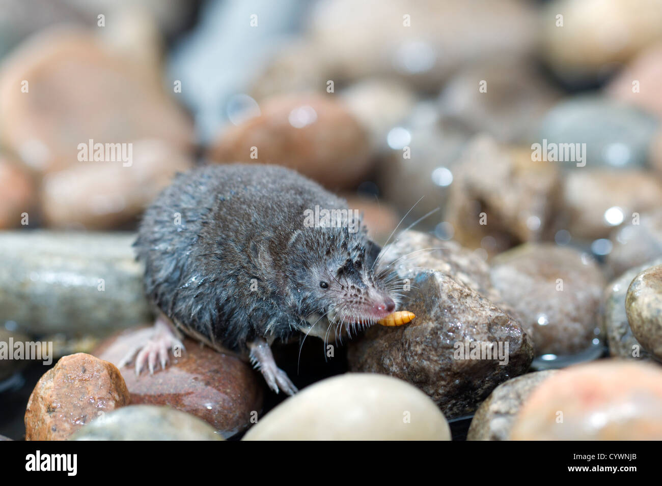 Insect eating mammal hi-res stock photography and images - Alamy