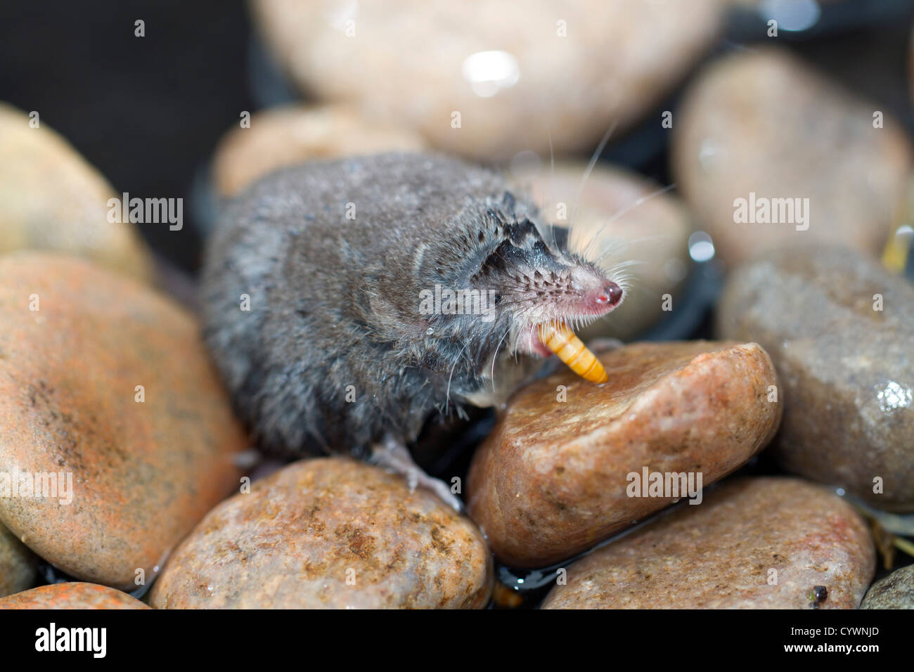 Wet shrew hi-res stock photography and images - Alamy