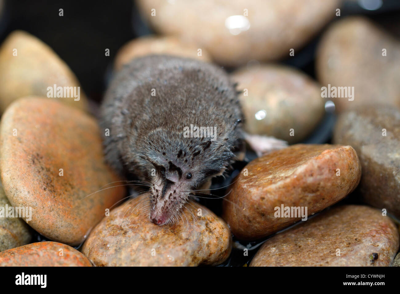 Water Shrew High Resolution Stock Photography and Images - Alamy
