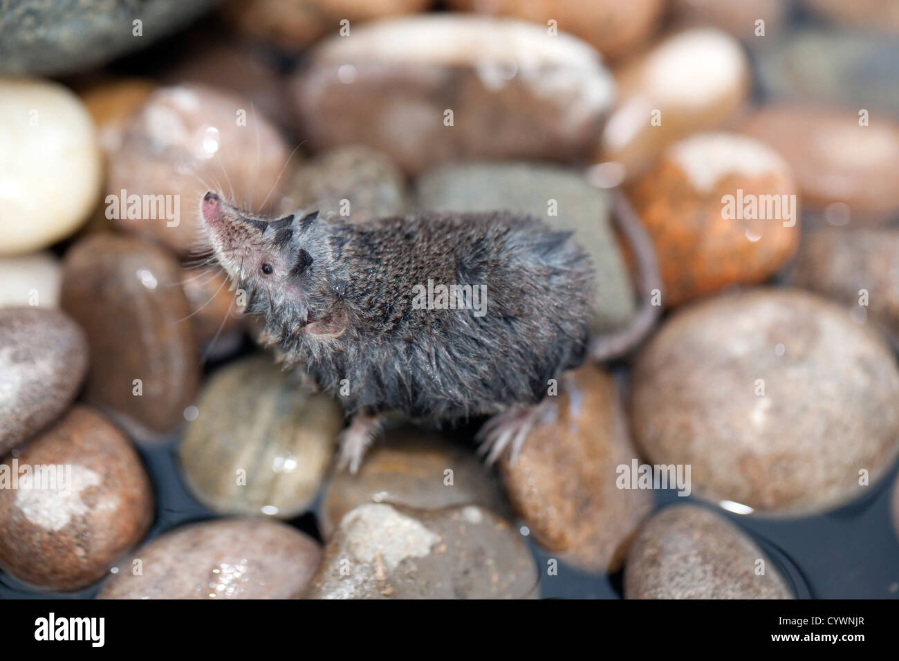 Shrew hi-res stock photography and images - Alamy