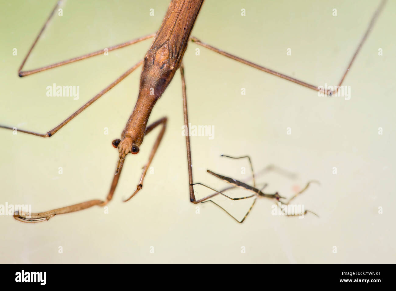 Water stick insect uk hi-res stock photography and images - Alamy
