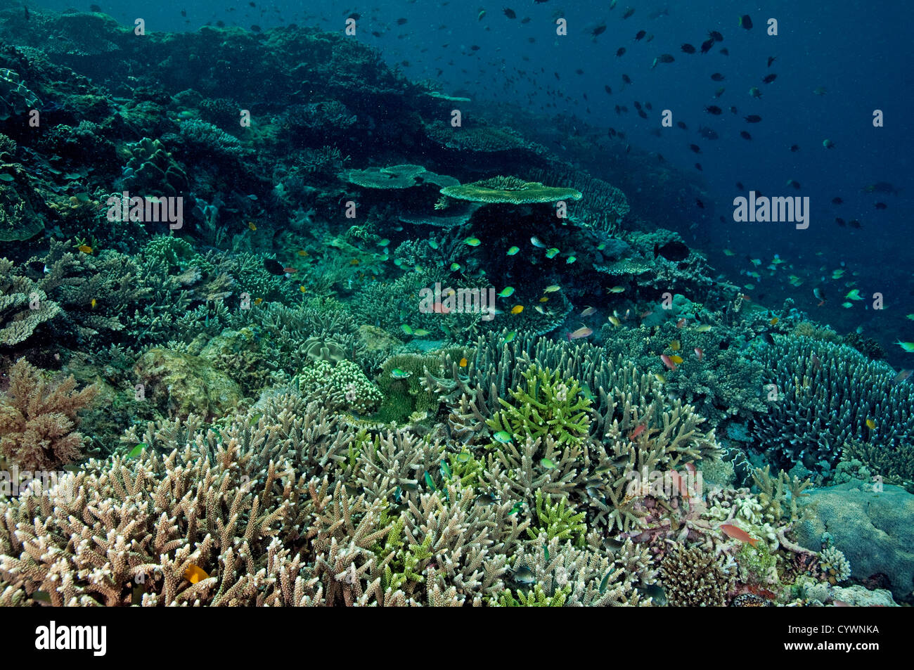 Pristine reef scenic with massive Acropora corals, Komodo Indonesia ...