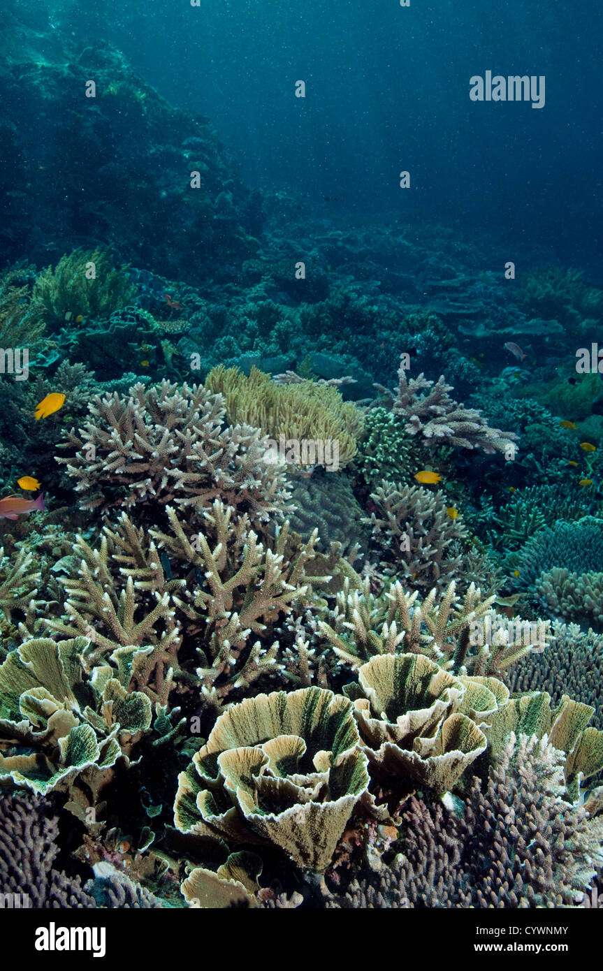 Pristine reef scenic with massive Acropora corals, Komodo Indonesia ...