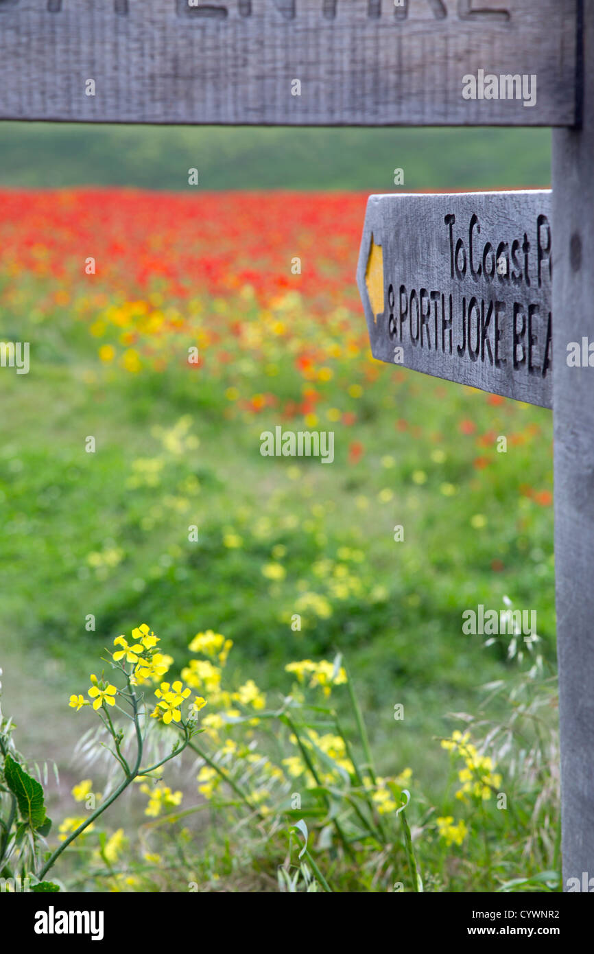 Yellow flowers in field cornwall hi-res stock photography and images ...