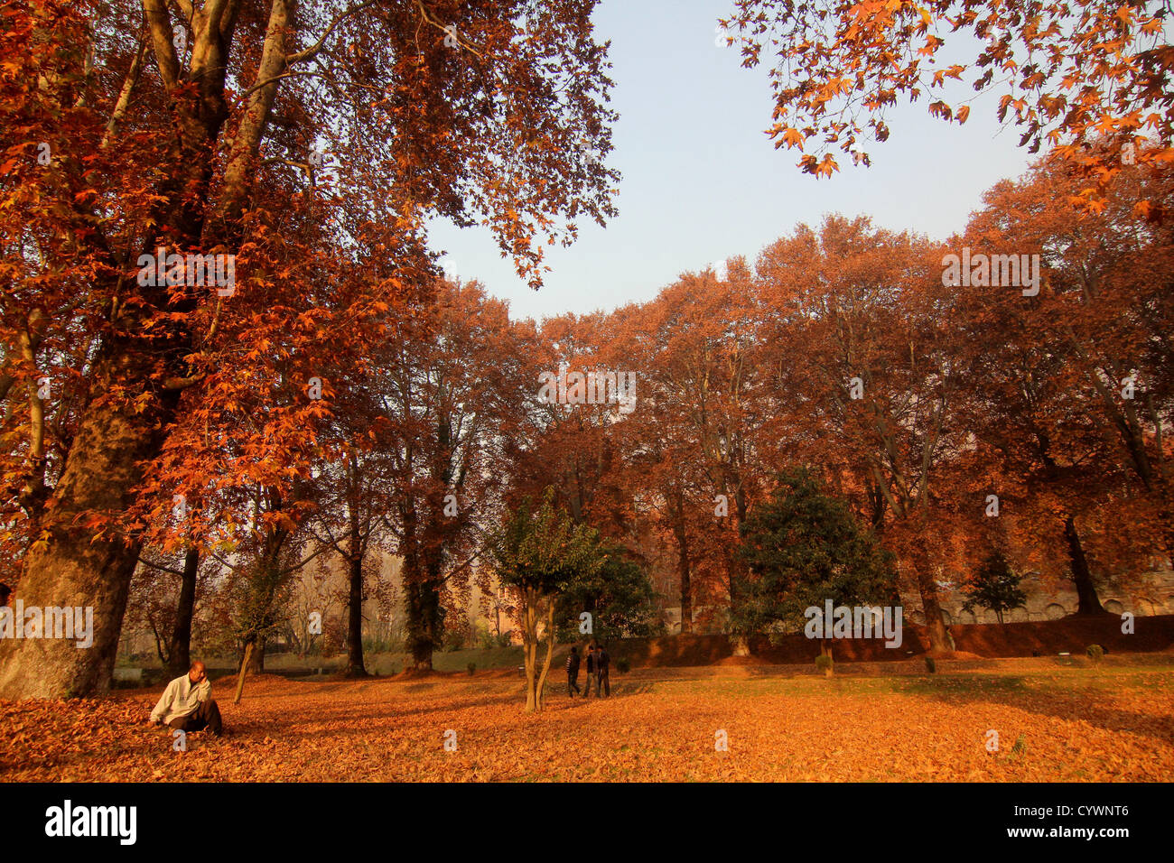 Nov. 11, 2012 - An Kashmiri muslim walks through woods of Chinar trees ...