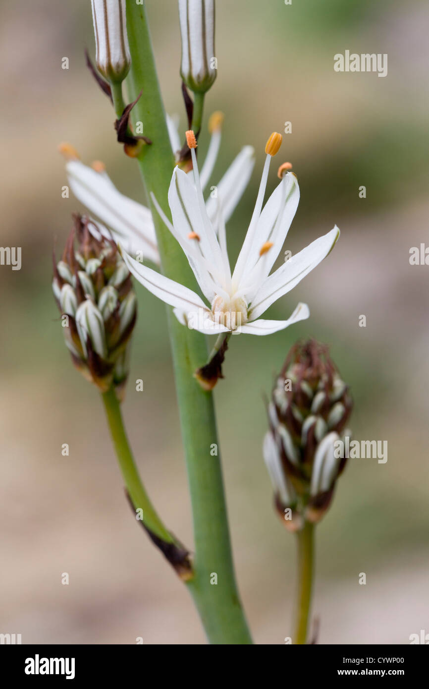 Asphodel albus hi-res stock photography and images - Alamy