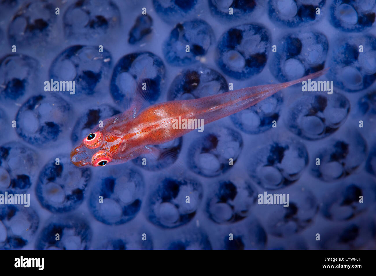 Coral goby, Bryaninops loki, on a colonial ascidian, Komodo Indonesia ...