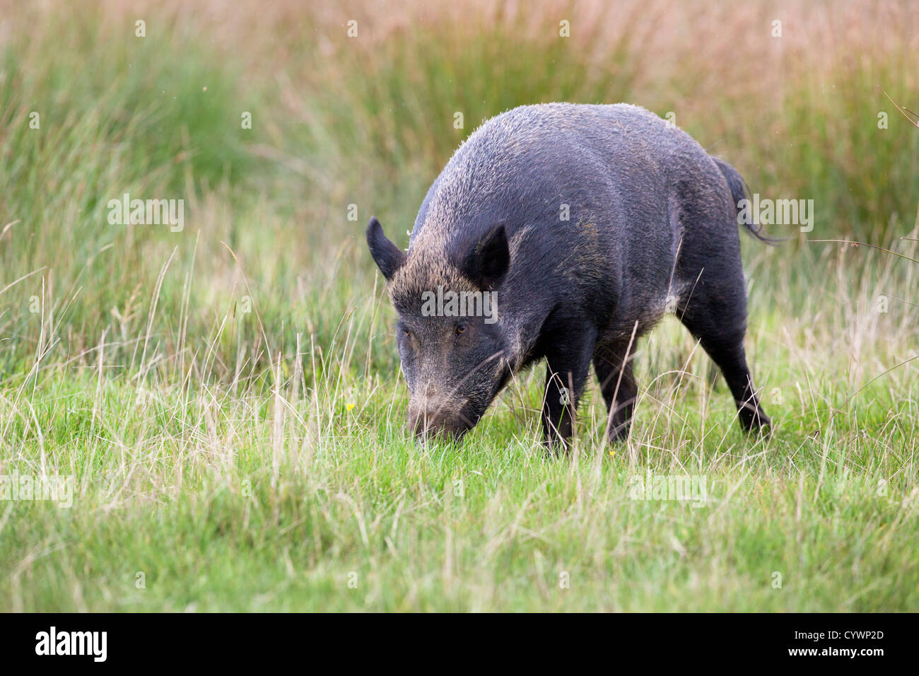 Wild Boar; Sus scrofa; captive; UK Stock Photo - Alamy