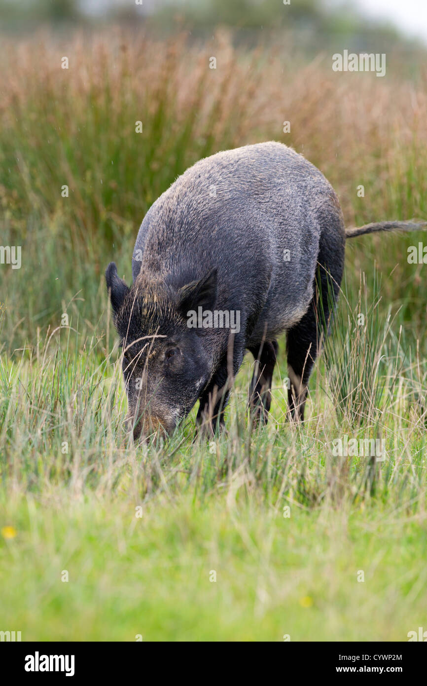 Wild Boar; Sus scrofa; captive; UK Stock Photo - Alamy