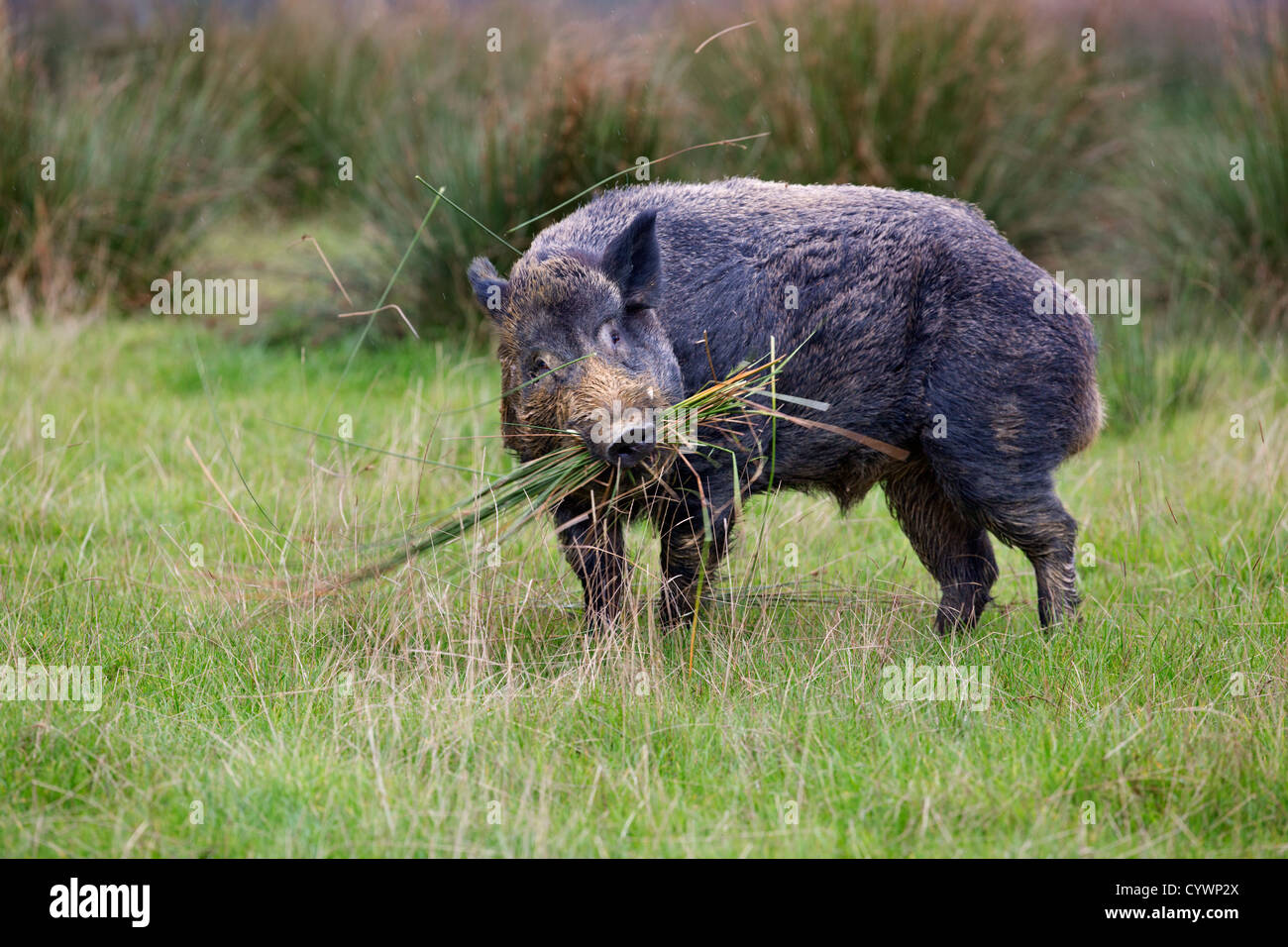 Wild Boar; Sus scrofa; captive; UK; carrying grass Stock Photo - Alamy