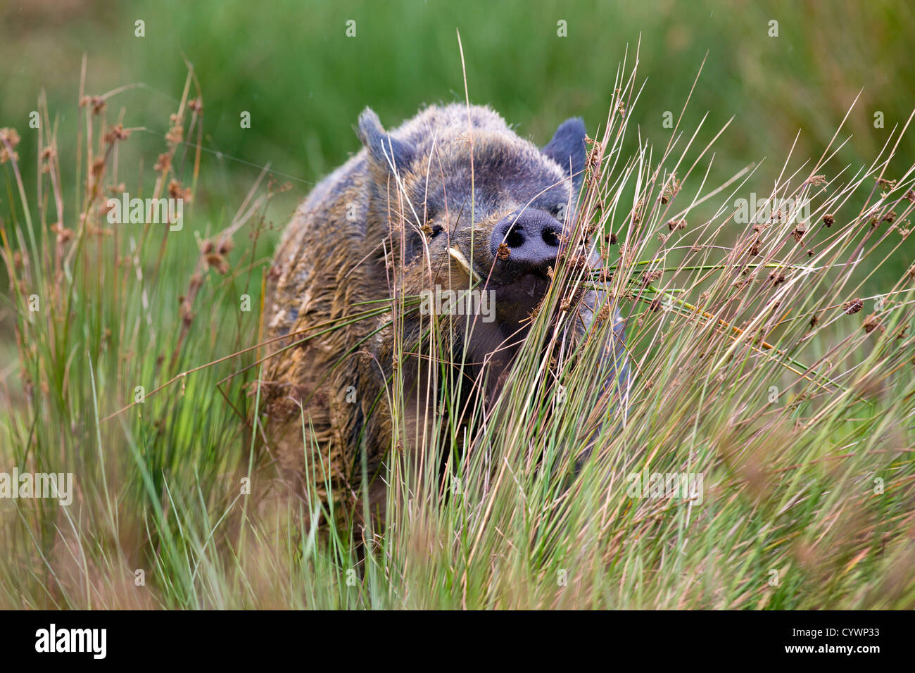 Wild Boar; Sus scrofa; captive; UK; carrying grass Stock Photo - Alamy