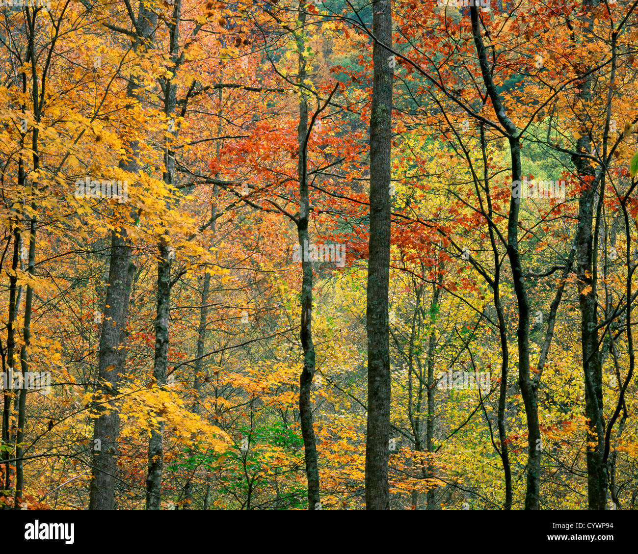 Colorful Fall Foliage In The Great Smoky Mountains National Park, Tennessee, USA Stock Photo - Alamy
