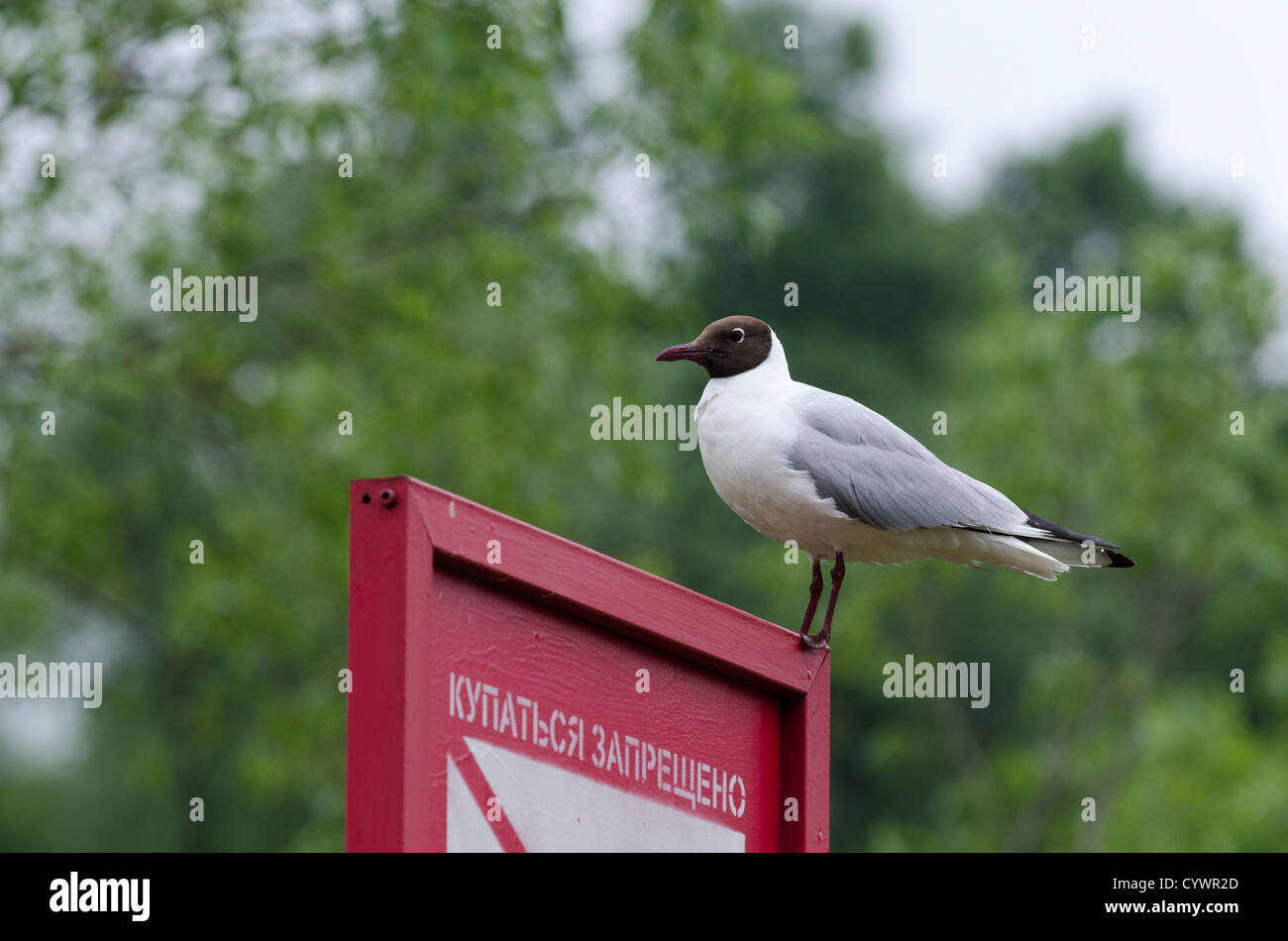 Seagull on sign hi-res stock photography and images - Alamy