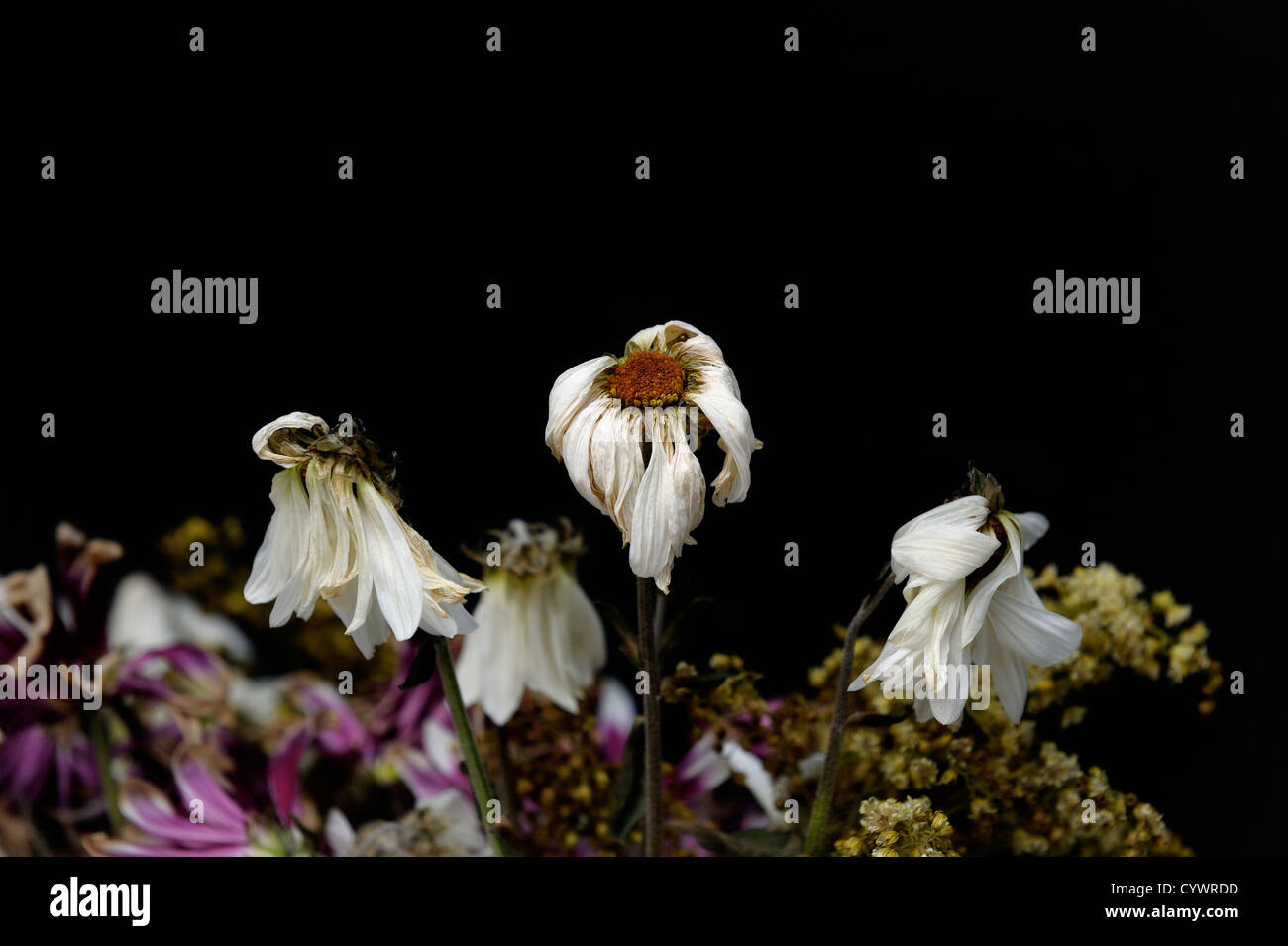 Dead flowers hi-res stock photography and images - Alamy