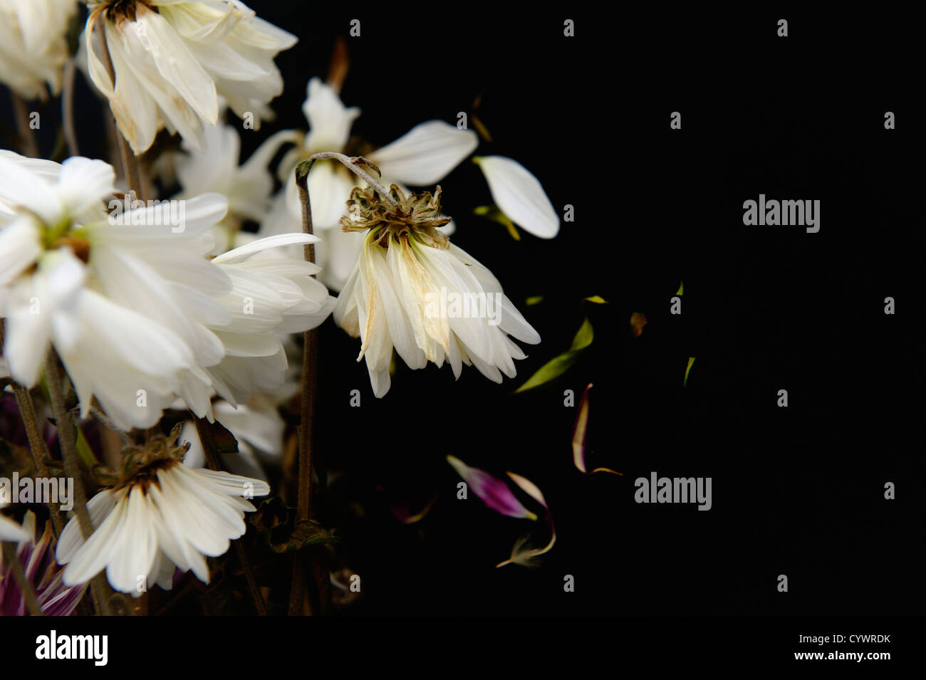 dead flowers on a black background Stock Photo - Alamy