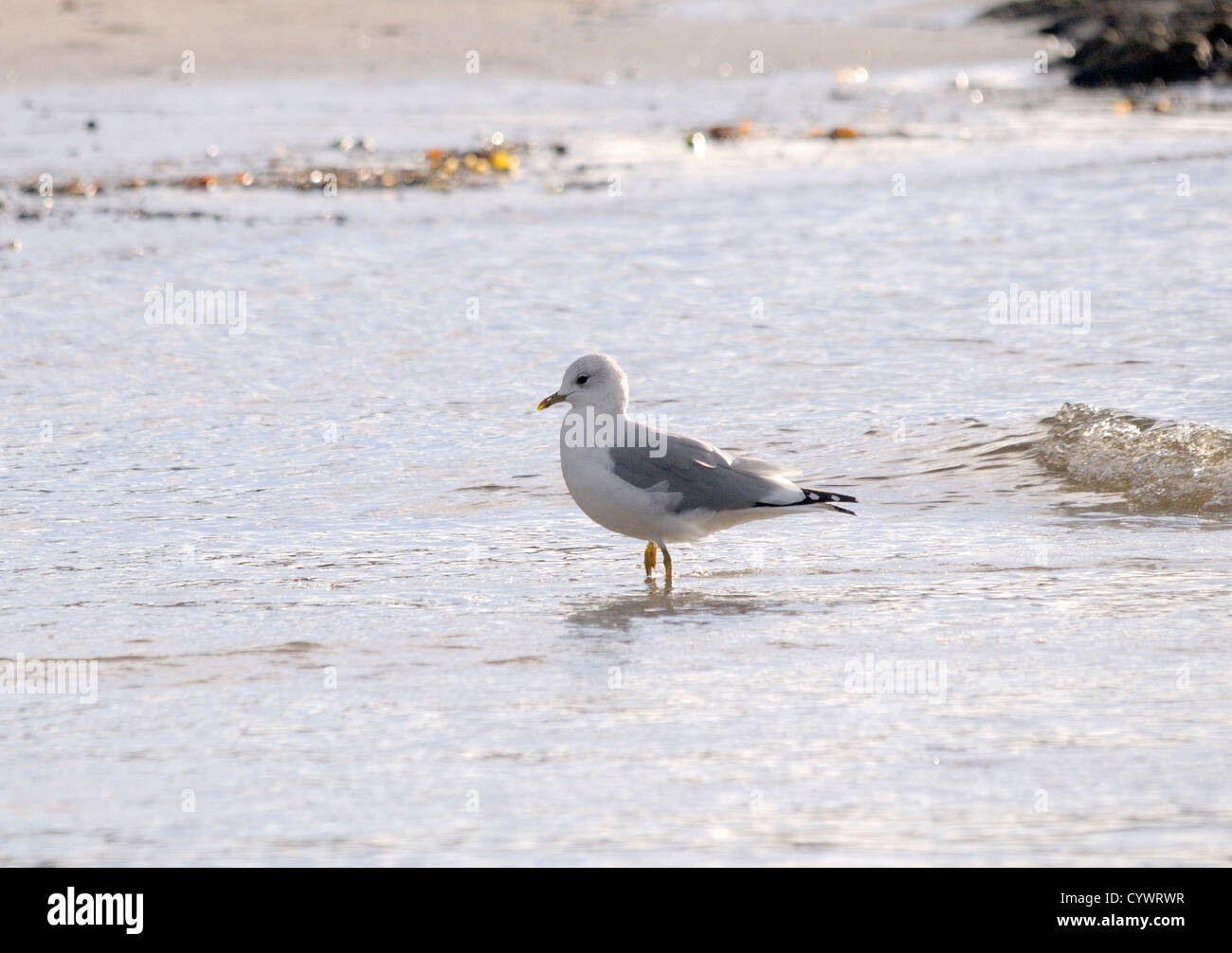A common Gull, Mew Gull (Larus canus) wades in shallow water on a sandy ...