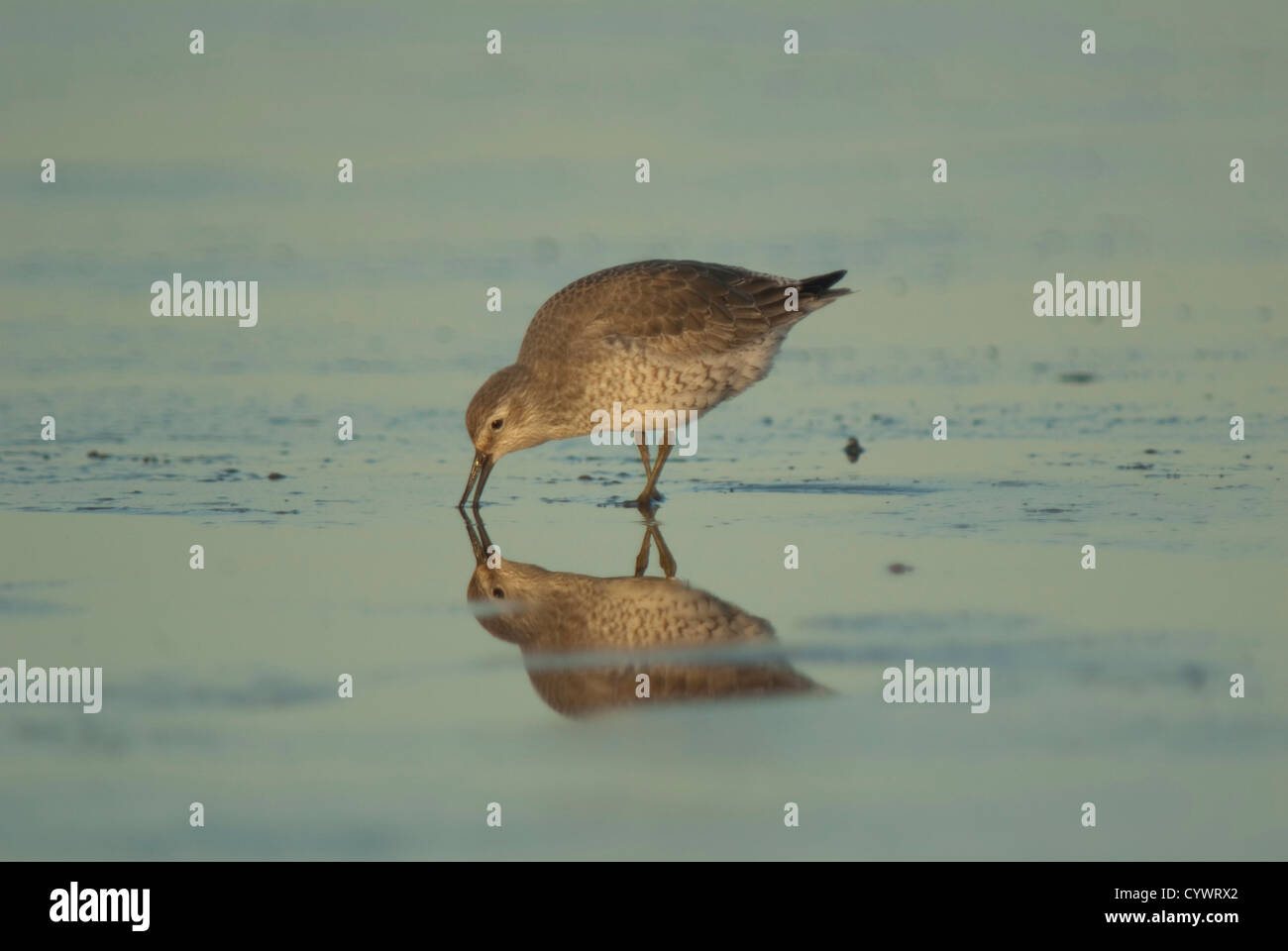 Bird on mudflat hi-res stock photography and images - Alamy