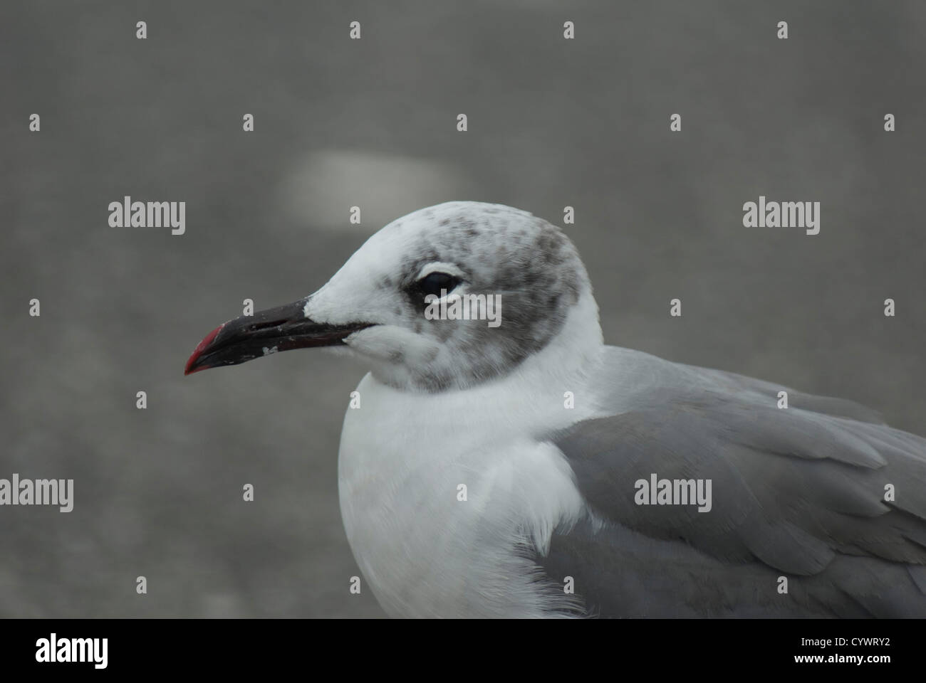 Adult laughing gulls hi-res stock photography and images - Alamy