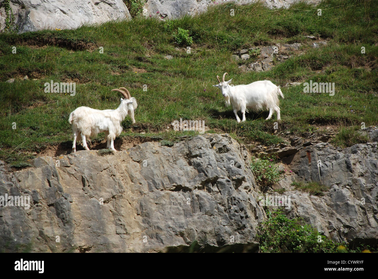 Two Kashmir goats on a mountain side Stock Photo - Alamy