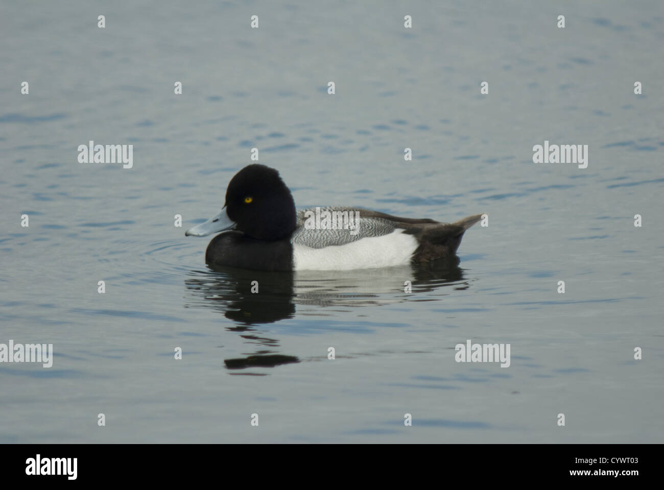 Lesser Scaup Ducks High Resolution Stock Photography and Images - Alamy
