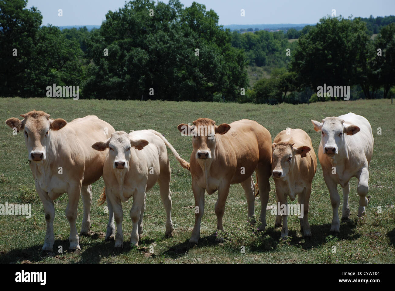 Small Herd of cows in green field Stock Photo - Alamy