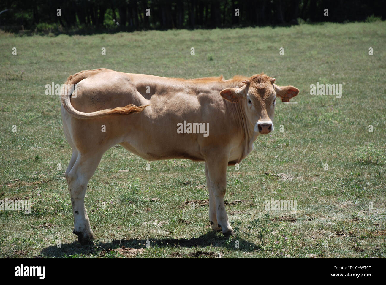 Brown cow in green field Stock Photo - Alamy