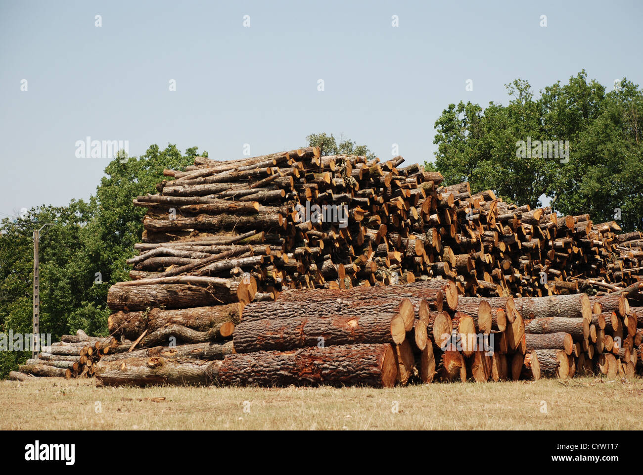 Timber log pile Stock Photo - Alamy