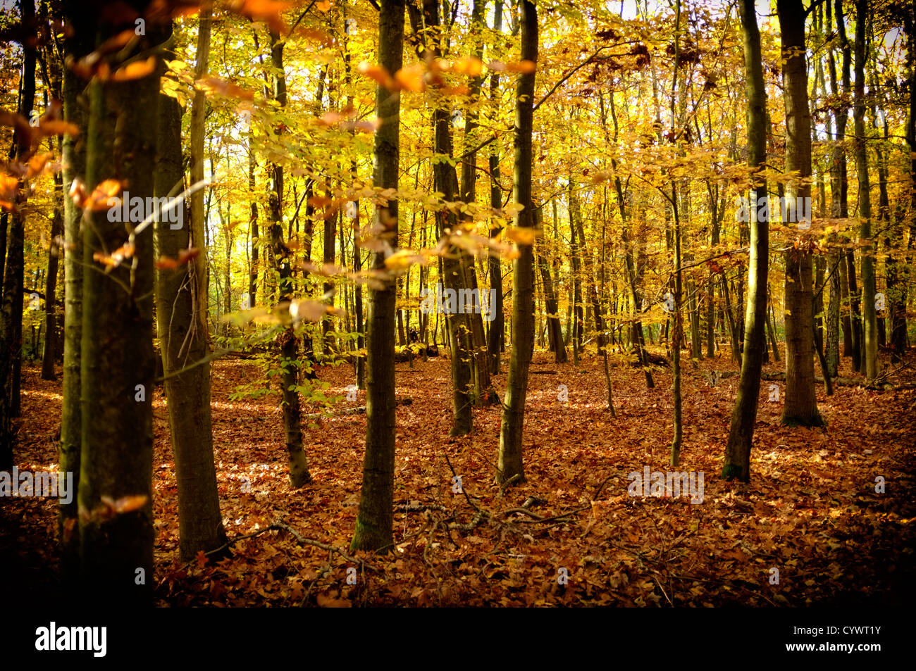 a forest in the fall Stock Photo - Alamy