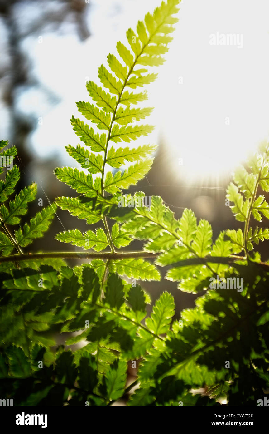 Close up of a fern Stock Photo - Alamy