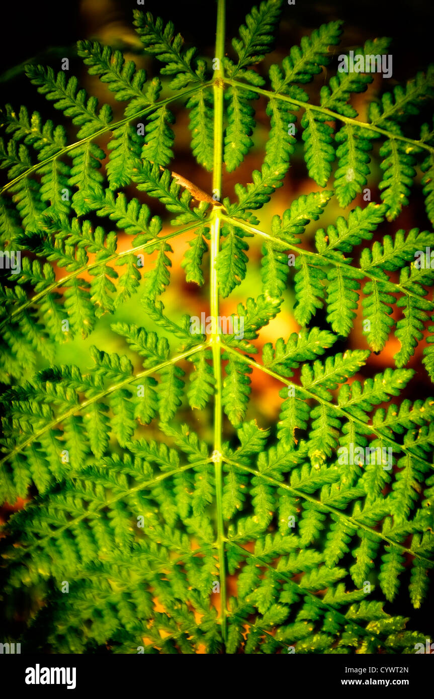 Close up of a fern Stock Photo - Alamy