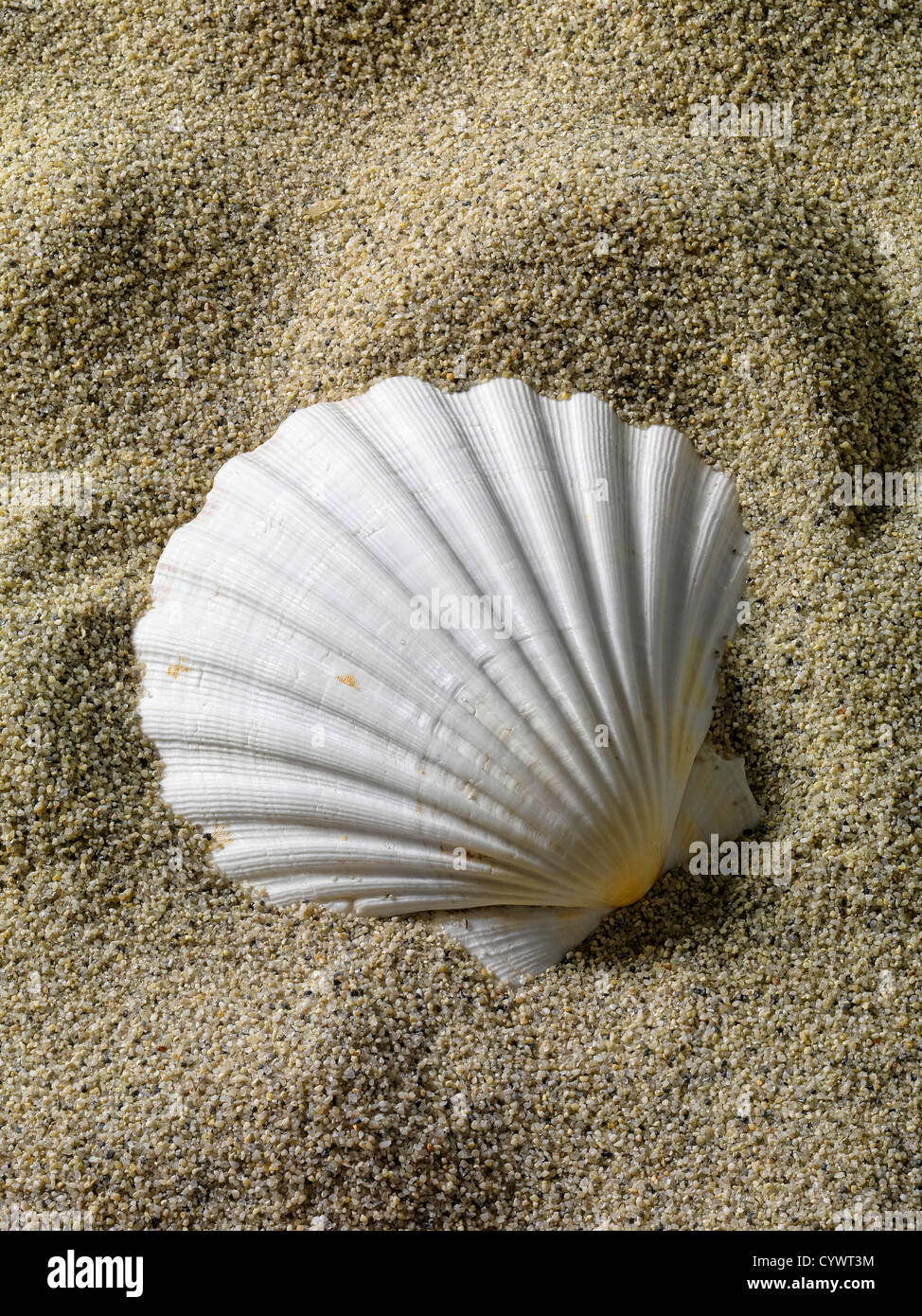 white shell with yellow spots in the sand Stock Photo - Alamy