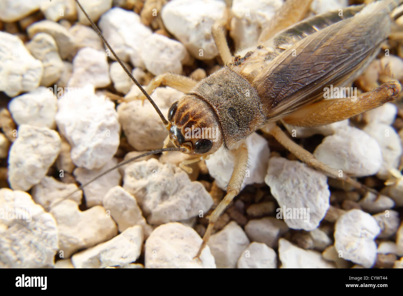 a detail of head of a cricket Stock Photo - Alamy