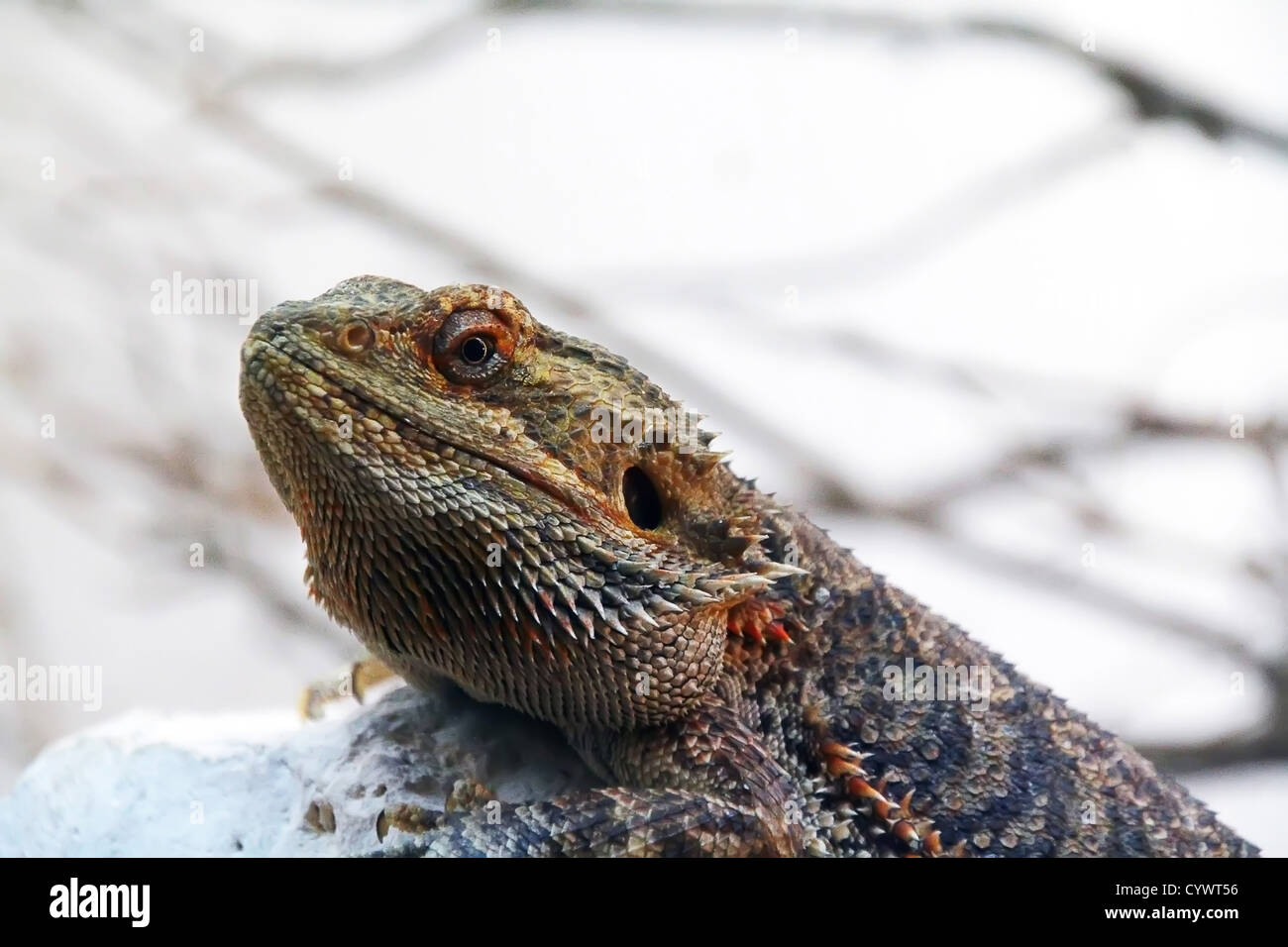 African lizard sleeping on a rock after lunch Stock Photo - Alamy