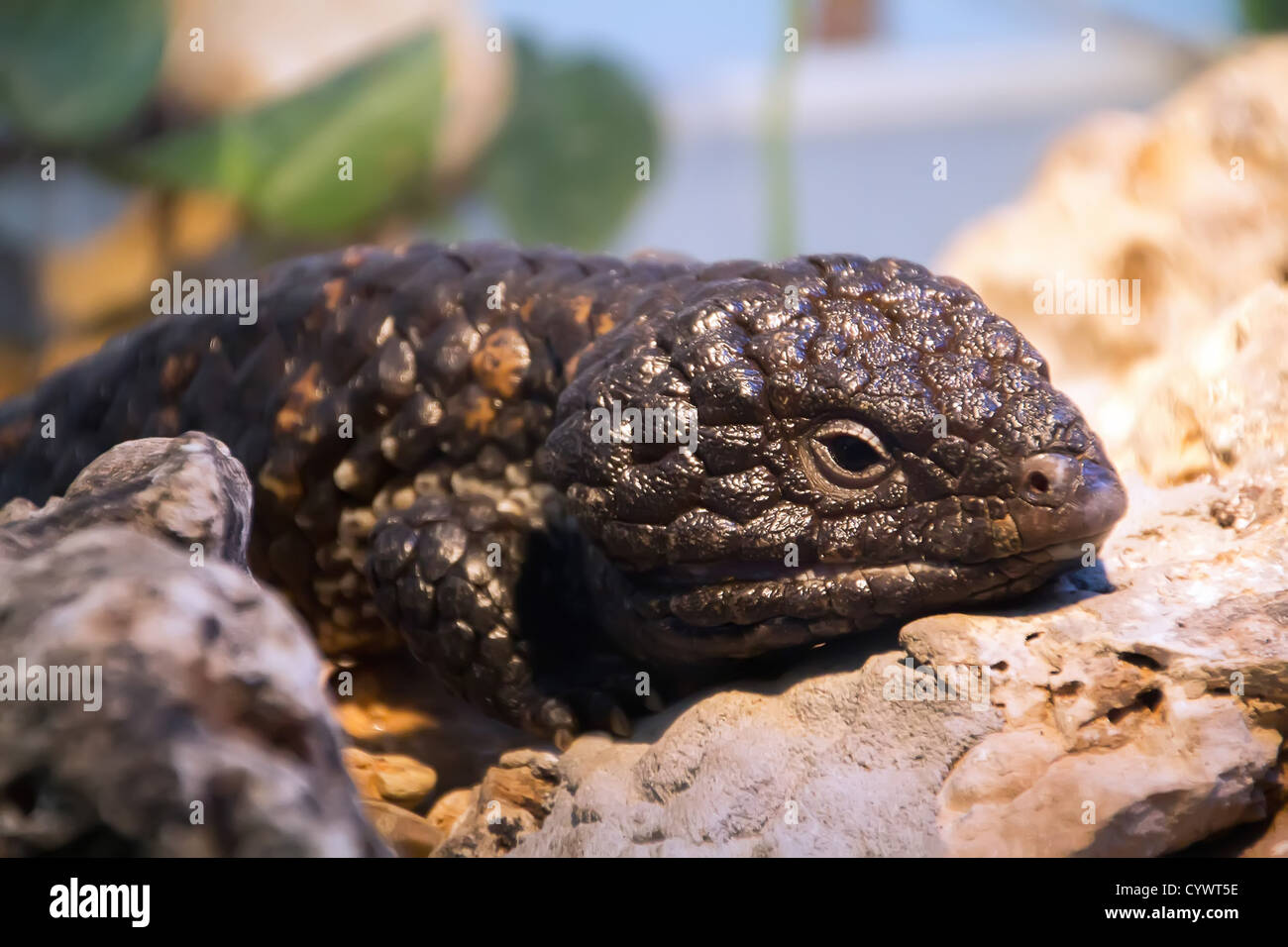 gila monster Heloderma suspectum Stock Photo - Alamy