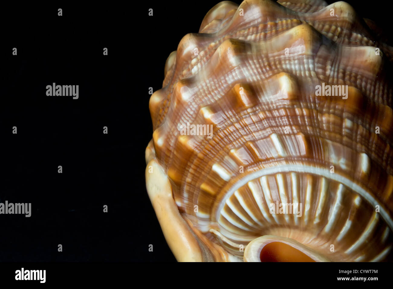 a conch of beautiful shapes and colors on black background Stock Photo ...