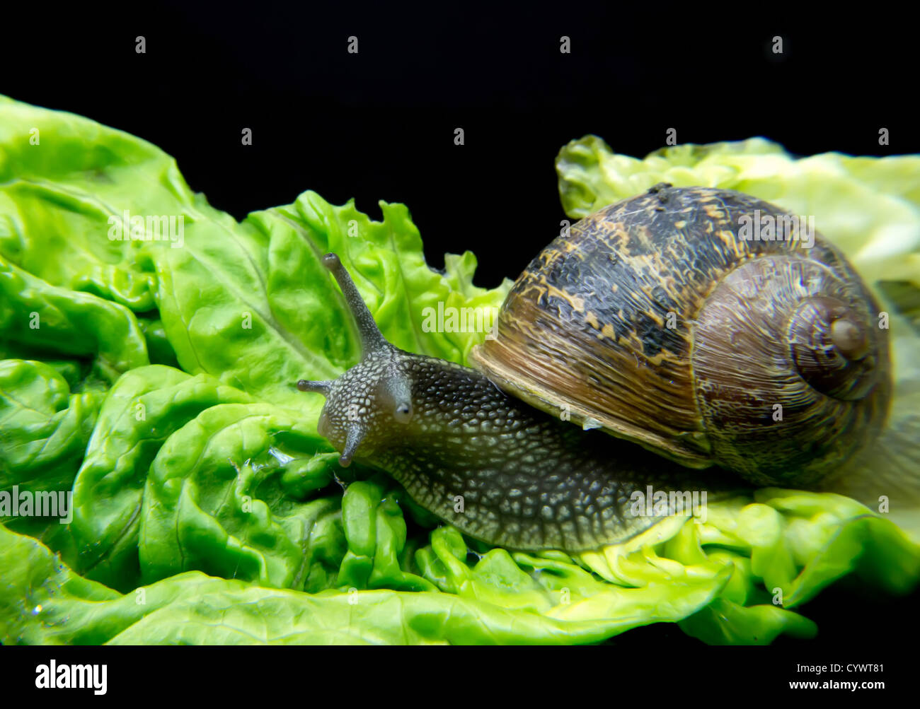 a snail on a lettuce leaf Stock Photo - Alamy