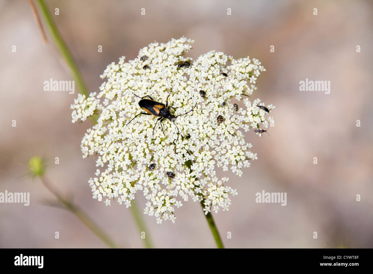 a insect walking on a beautiful large white flower in the field Stock ...