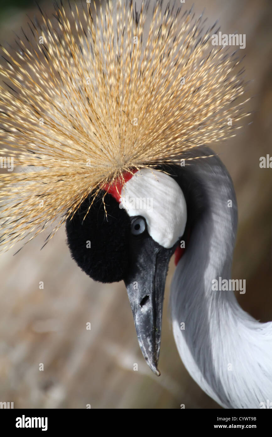 beautiful and colorful Grey Crowned Crane Stock Photo - Alamy