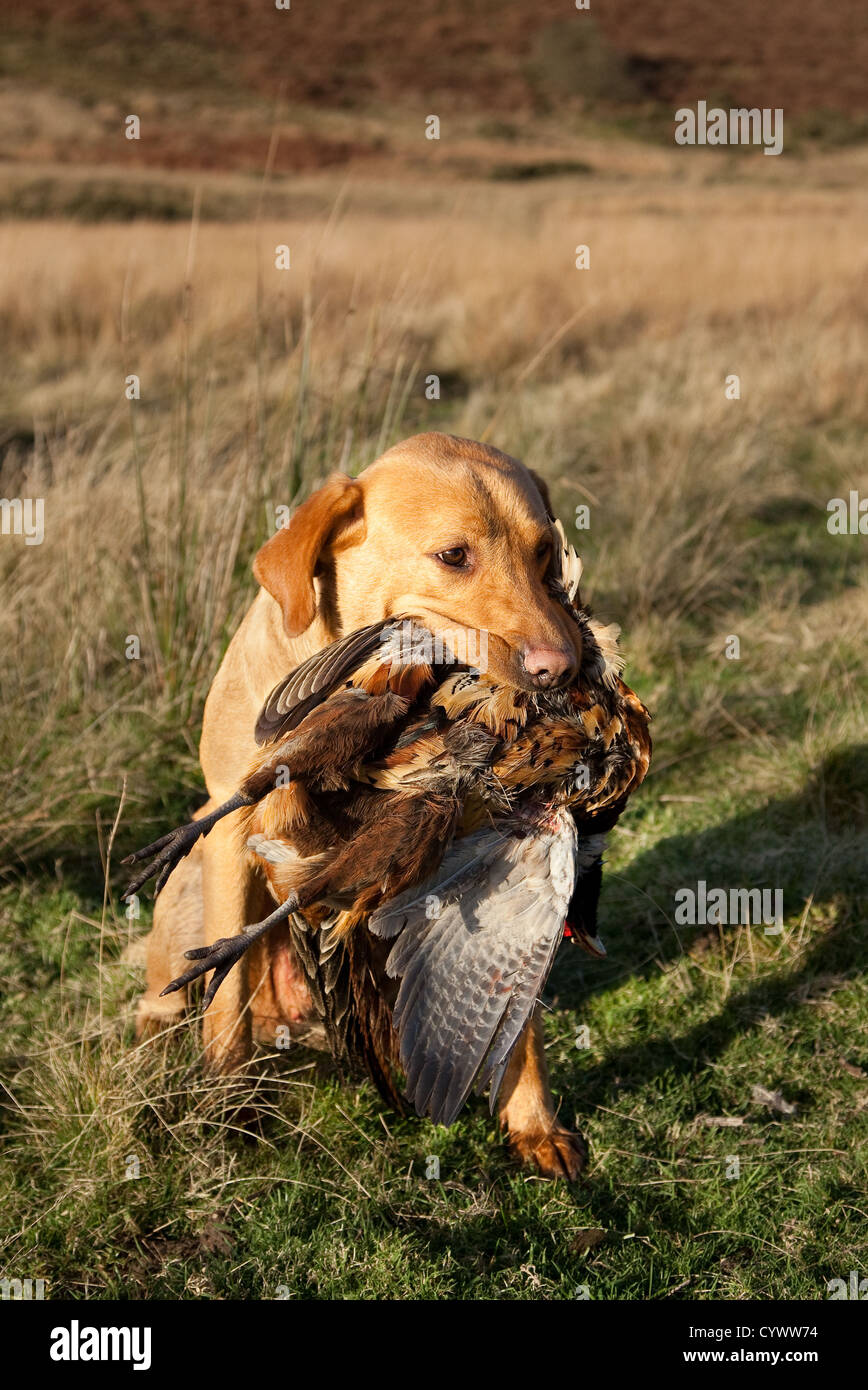 Labrador holding dead pheasant hi-res stock photography and images - Alamy
