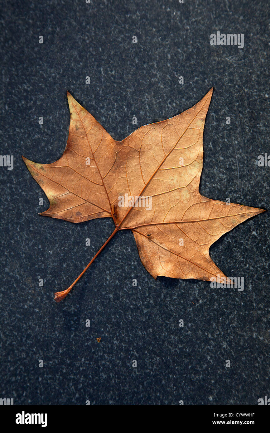 brown leaf of maple on black marble Stock Photo - Alamy