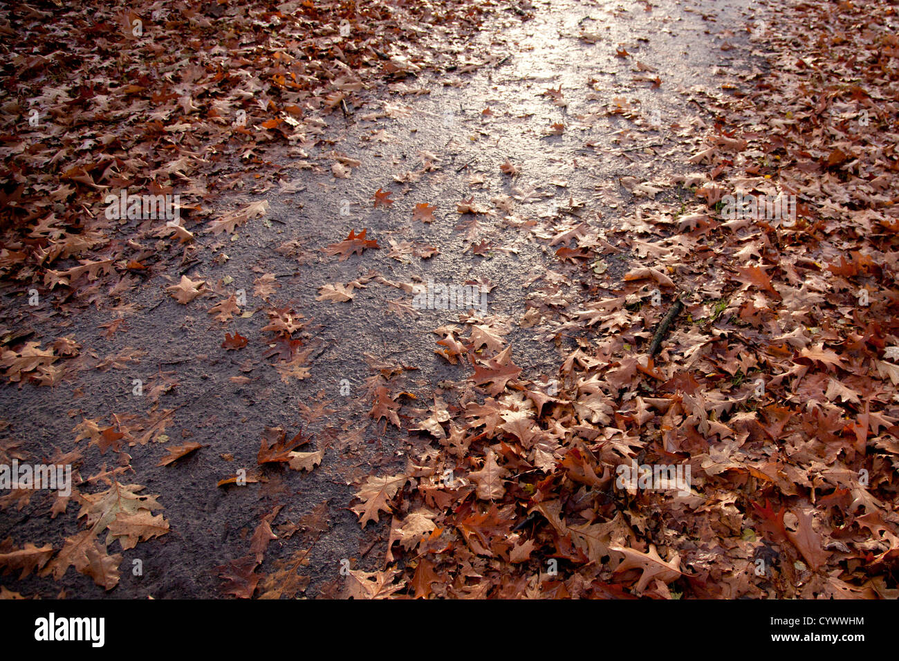 forest path with fallen autumn leaves in backlight Stock Photo - Alamy